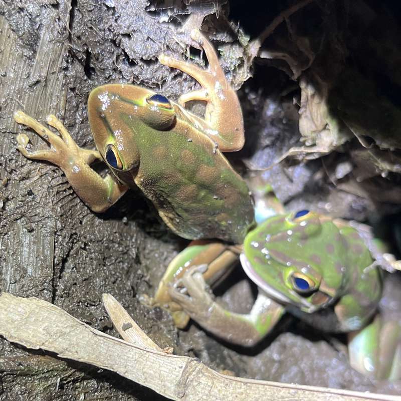 Descubren una rana australiana con un extraño hábito reproductivo