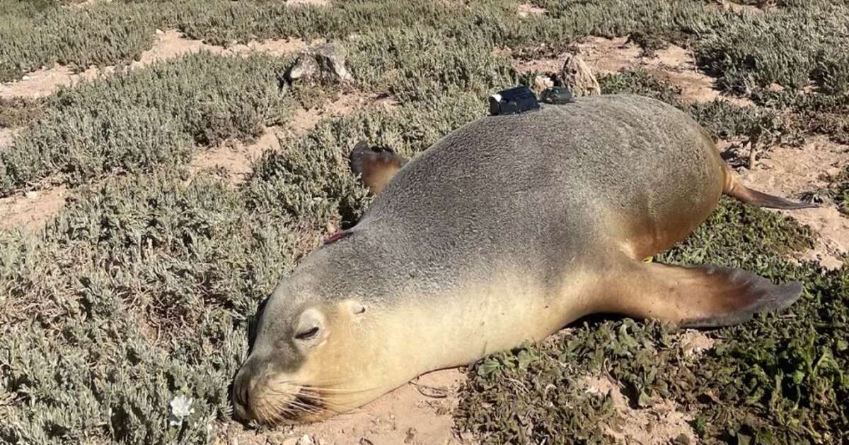 Equipados con cámaras, estos leones marinos revelan los secretos de las ...