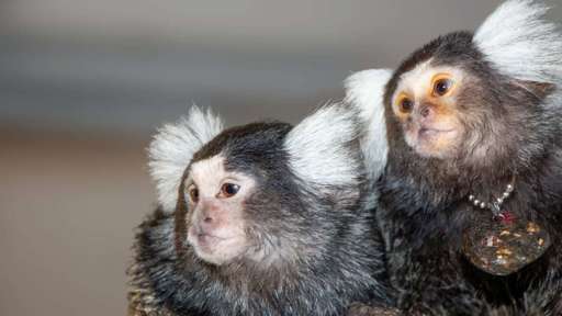 Monos: fotos de monos, características y cuántos tipos hay