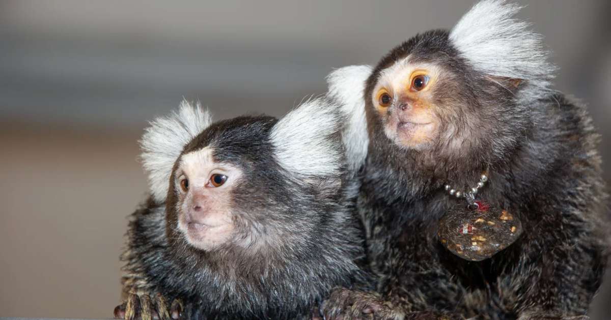 Estos monos se ponen nombres para llamarse entre sí