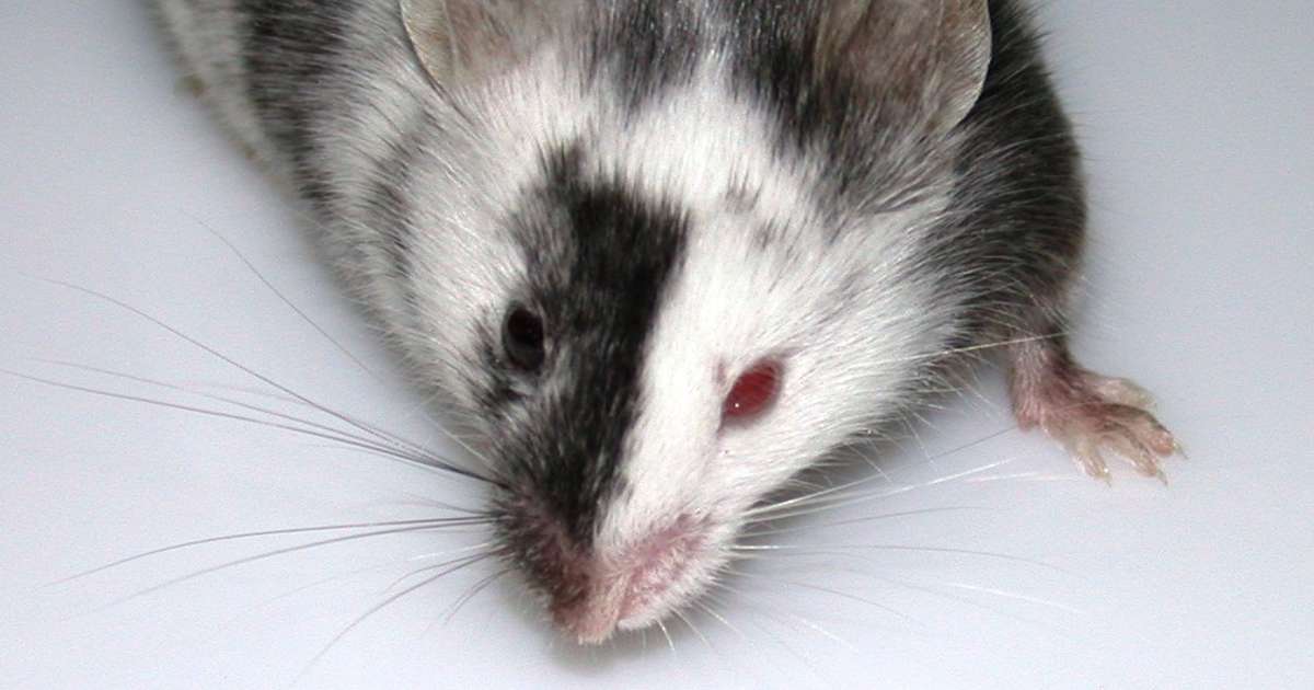 Quimeras: organismos mutantes al servicio de la ciencia