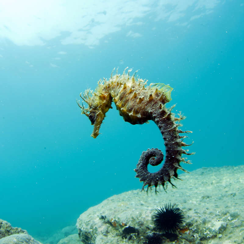Caballitos De Mar ¿Puedes Distinguir A Estos Fascinantes Caballitos