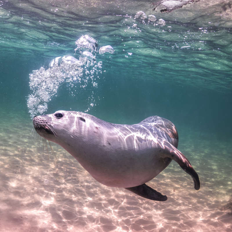 Los documentales y vídeos de National Geographic