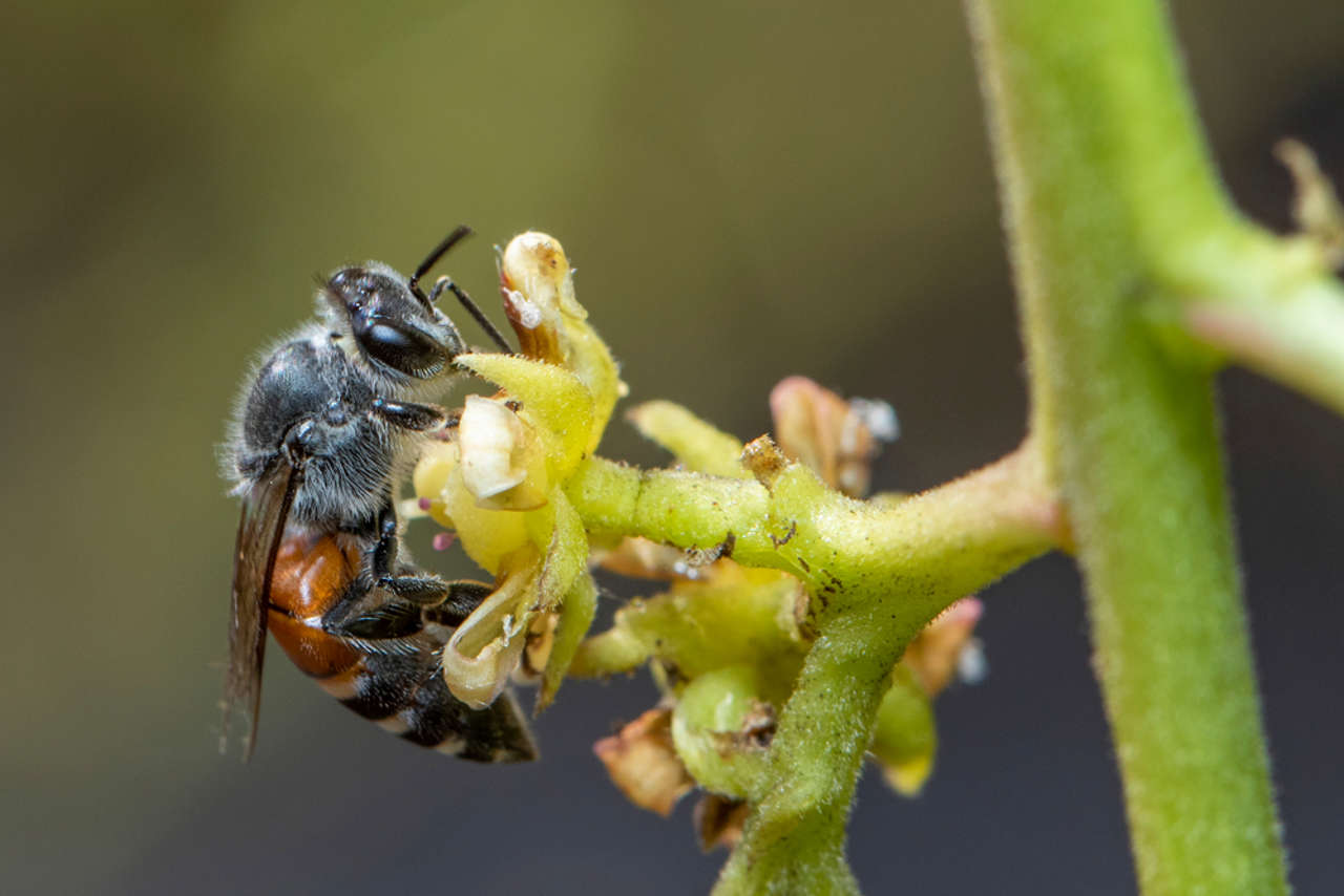Estas abejas han aparecido en Europa por primera vez: ¿suponen un peligro?