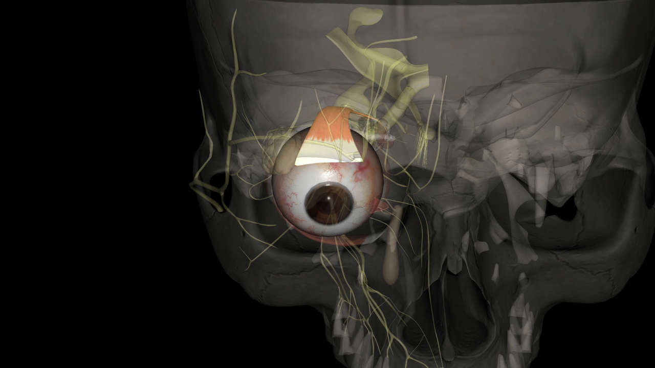 Se ha realizado por primera vez un trasplante total de ojo con éxito