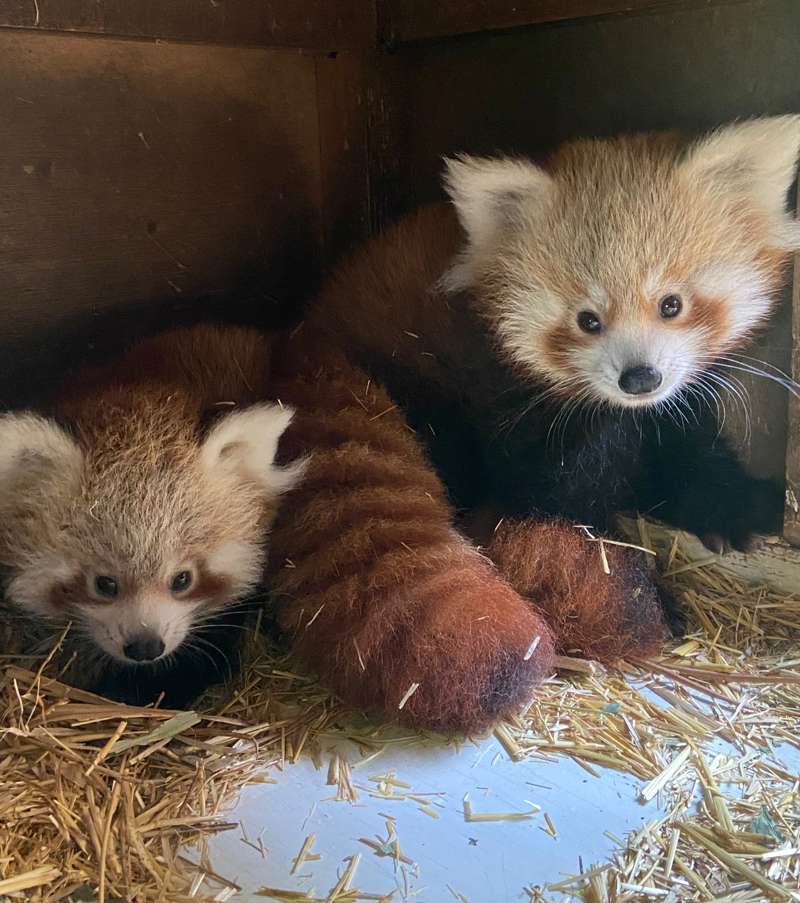 Como Nacen Los Pandas Rojos - Infoupdate.org