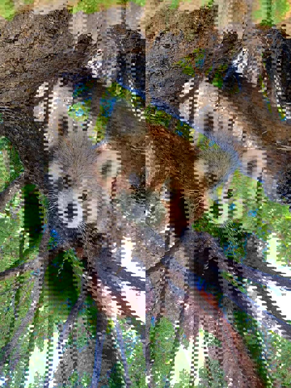 Día internacional del panda rojo: así son las dos últimas crías nacidas ...