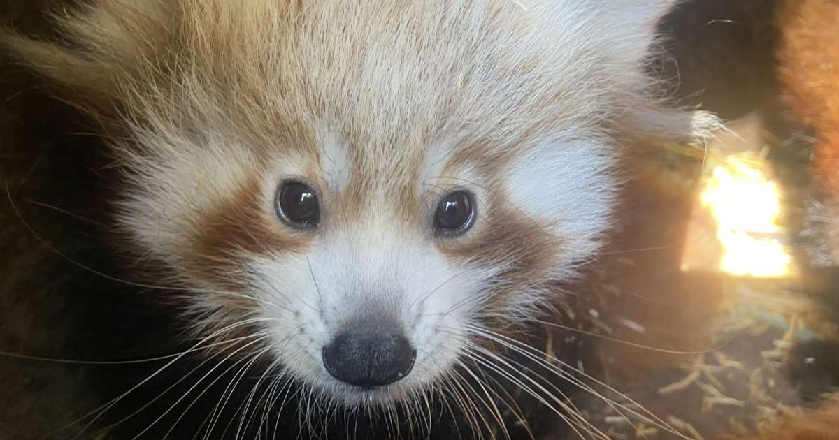 Día internacional del panda rojo: así son las dos últimas crías nacidas ...