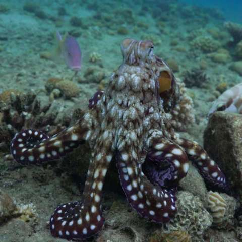 Tres corazones, sangre azul... Lo que quizá no sabías sobre los pulpos