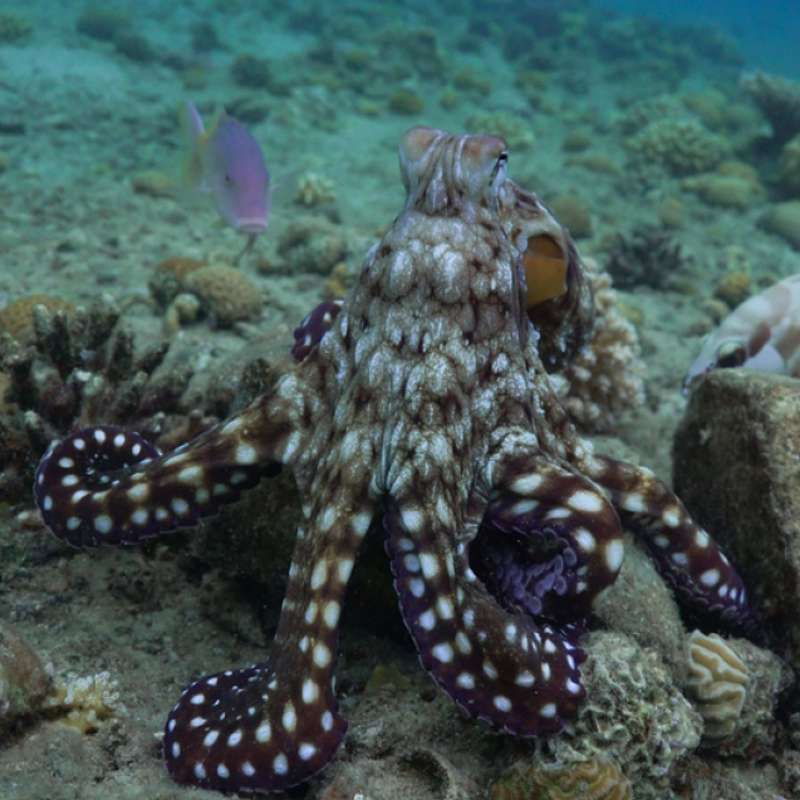 Giro inesperado: una corriente clave de la AMOC muestra signos esperanzadores