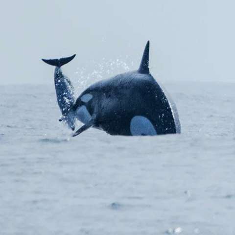 Orcas Gladis: ¿por qué atacan? ¿qué hacer si una de ellas embiste mi barco?