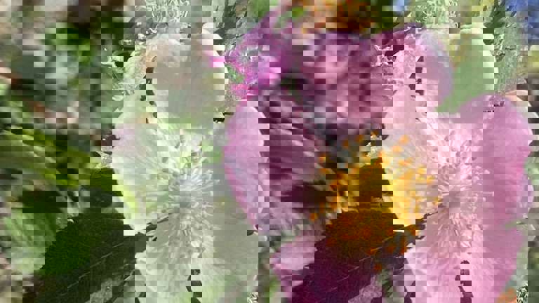 Flor esqueleto: por qué se vuelve transparente con la lluvia