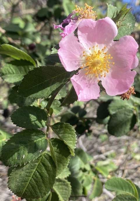 Descubren en los volcanes canarios tres nuevas especies de rosas silvestres