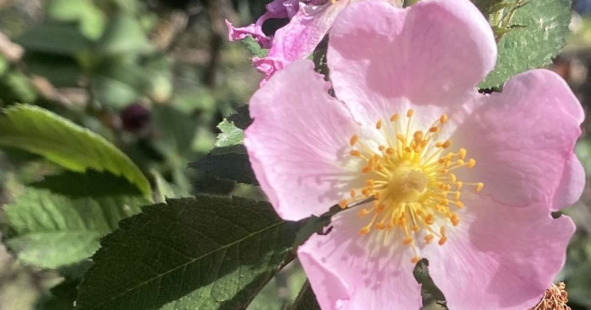 Descubren en los volcanes canarios tres nuevas especies de rosas silvestres