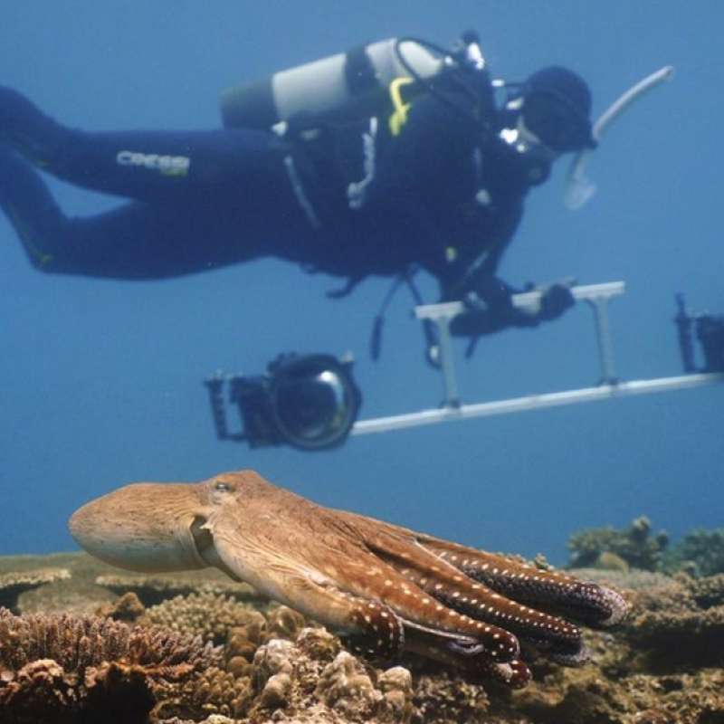 La siniestra estrategia de estos pulpos para evitar ser devorados por ...
