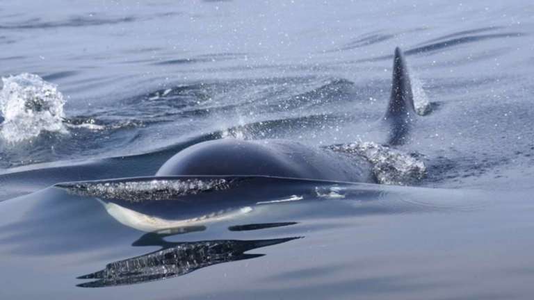Orcas - Qué animales son, dónde viven y qué comen las orcas