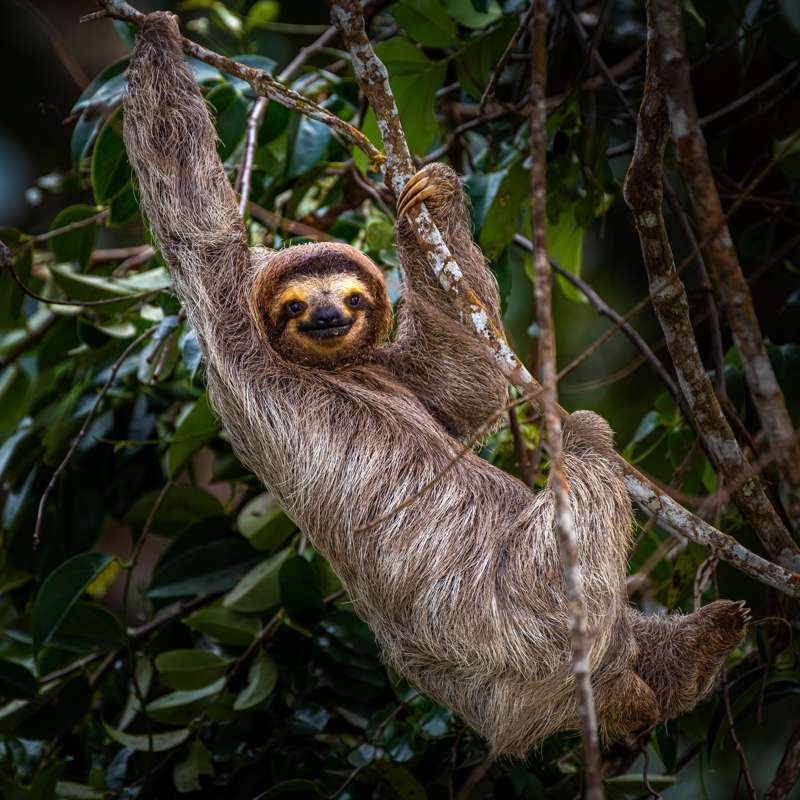 Homosexualidad en mamíferos: ¿es un hecho común?