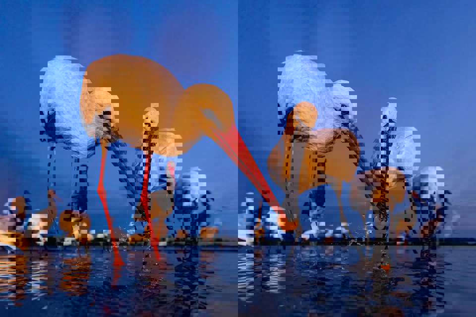 Las mejores fotos de aves de 2024 por Bird Photographer of the Year