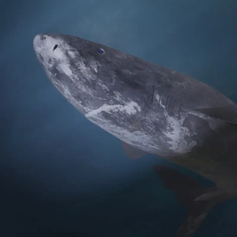 Descubren al animal más longevo jamás documentado: un tiburón de unos 500 años
