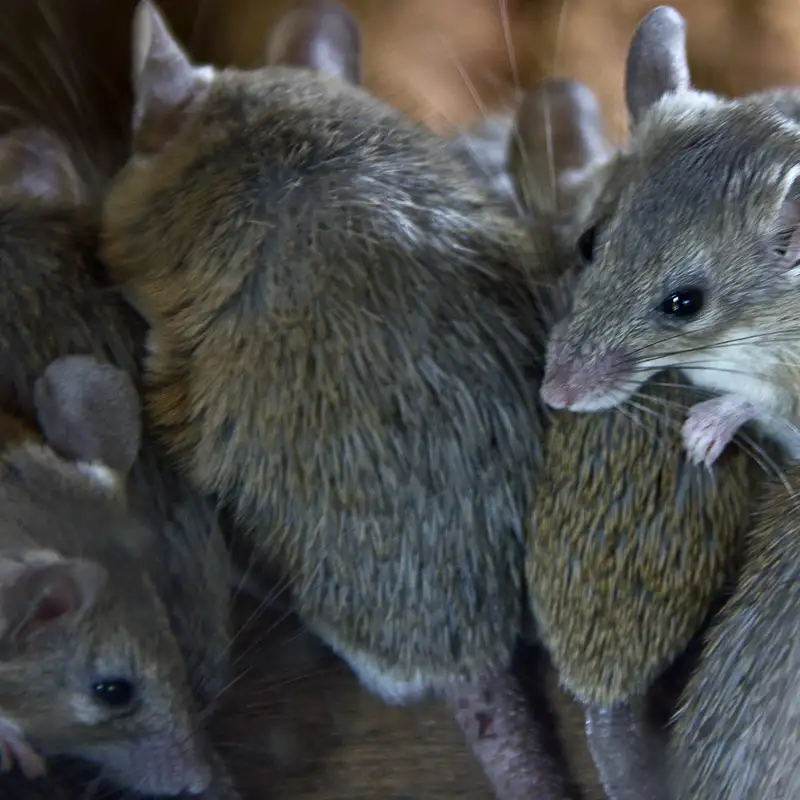 Los documentales y vídeos de National Geographic