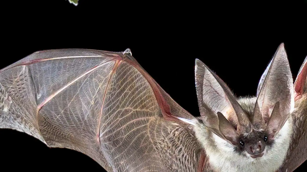 Murciélagos, los superhéroes del reino animal: estos son sus poderes