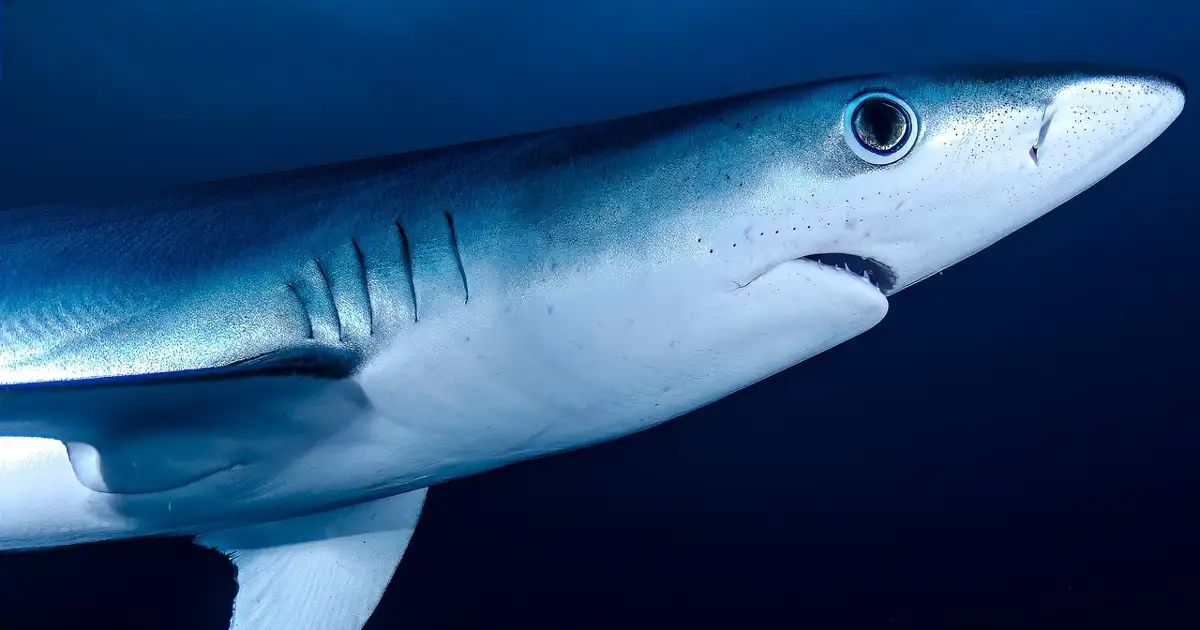 El plan de España para evitar la desaparición de los tiburones en el ...