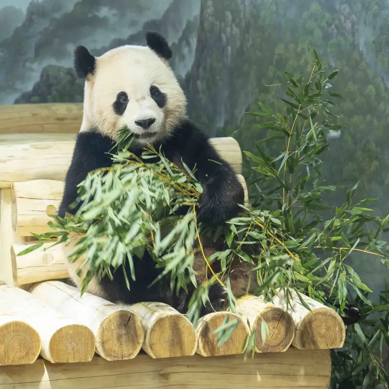 Estos son los nuevos pandas llegados a Madrid