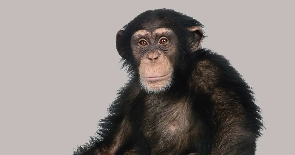 El genoma de los primates: la clave definitiva para estudiar la ...