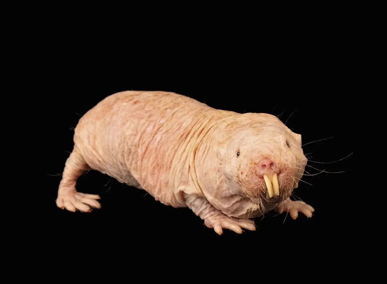 Para reproducirse, ¡las reinas mandan!