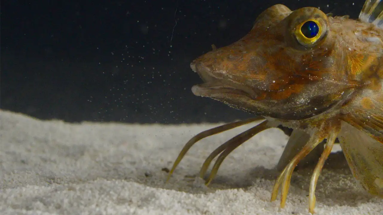 Peces - Fotos de peces coloridos, tipos y curiosidades