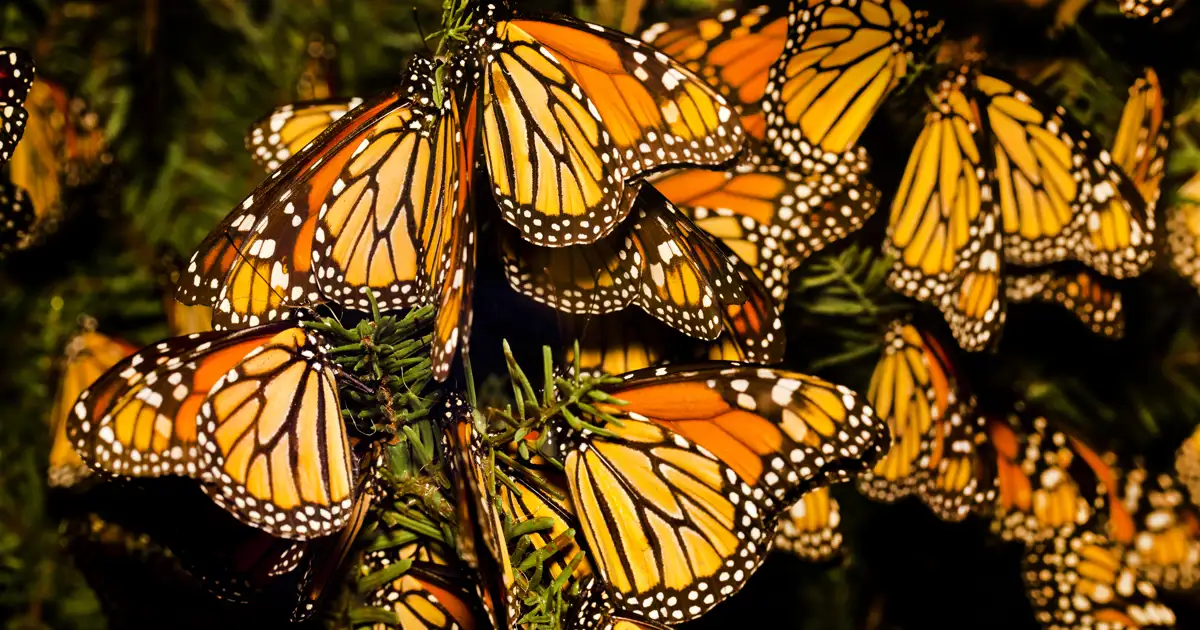 Árboles que escalan la montaña en un intento por salvar a las mariposas ...