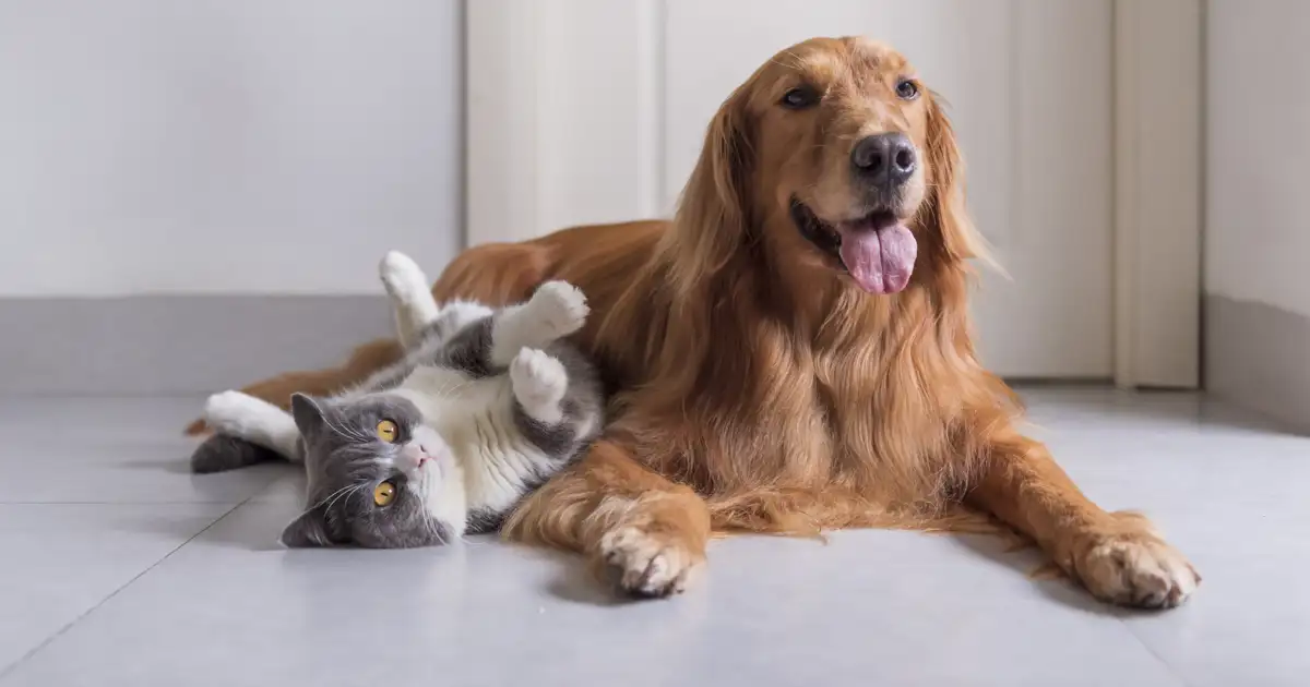 Gato Y Perro Juntos Cuánto Tardan En Adaptarse Un Perro Y Un Gato