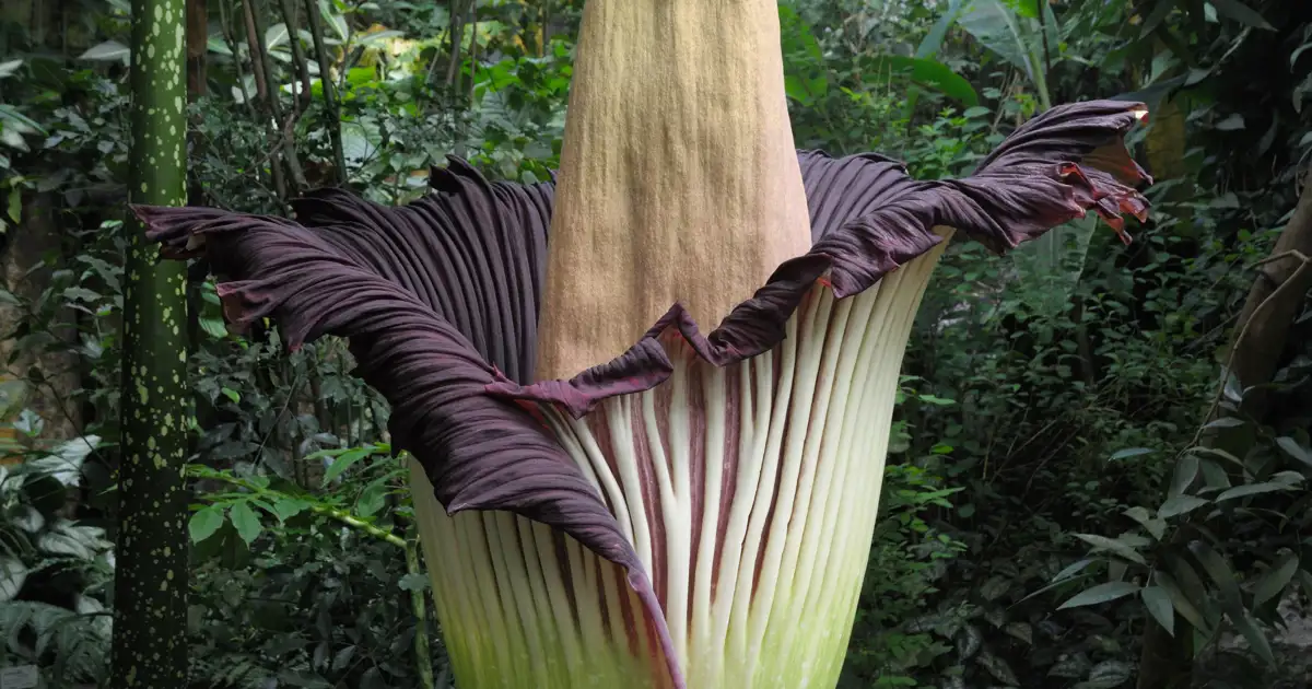¿Por qué la flor cadáver huele a muerto? La ciencia acaba de descubrirlo