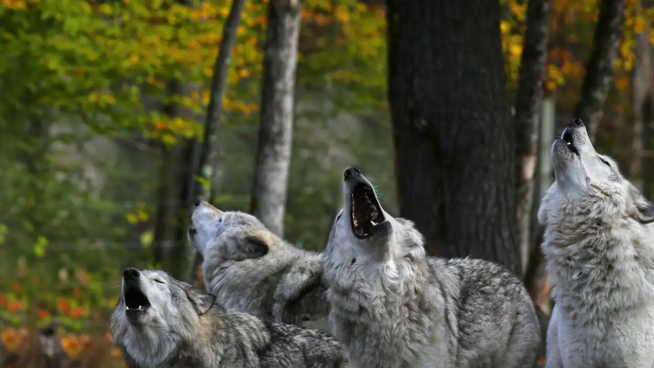 Luz verde a la caza del lobo ibérico en España: ¿qué significa?