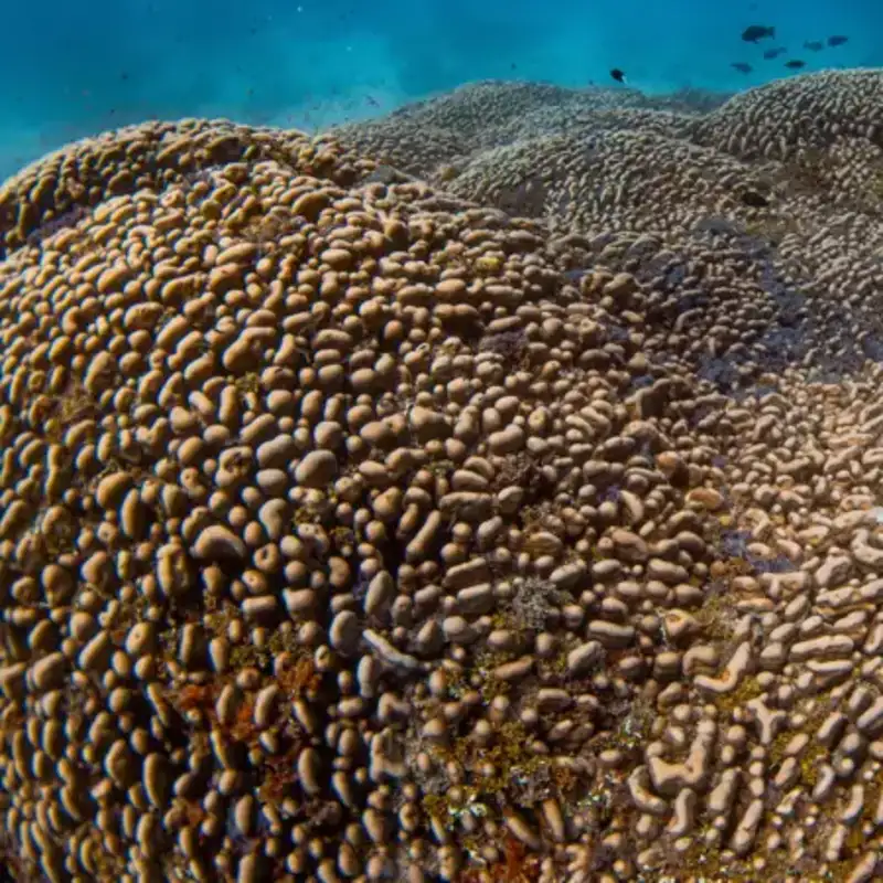 Salceda y el Tesoro del Caribe: la increíble historia del arrecife secreto