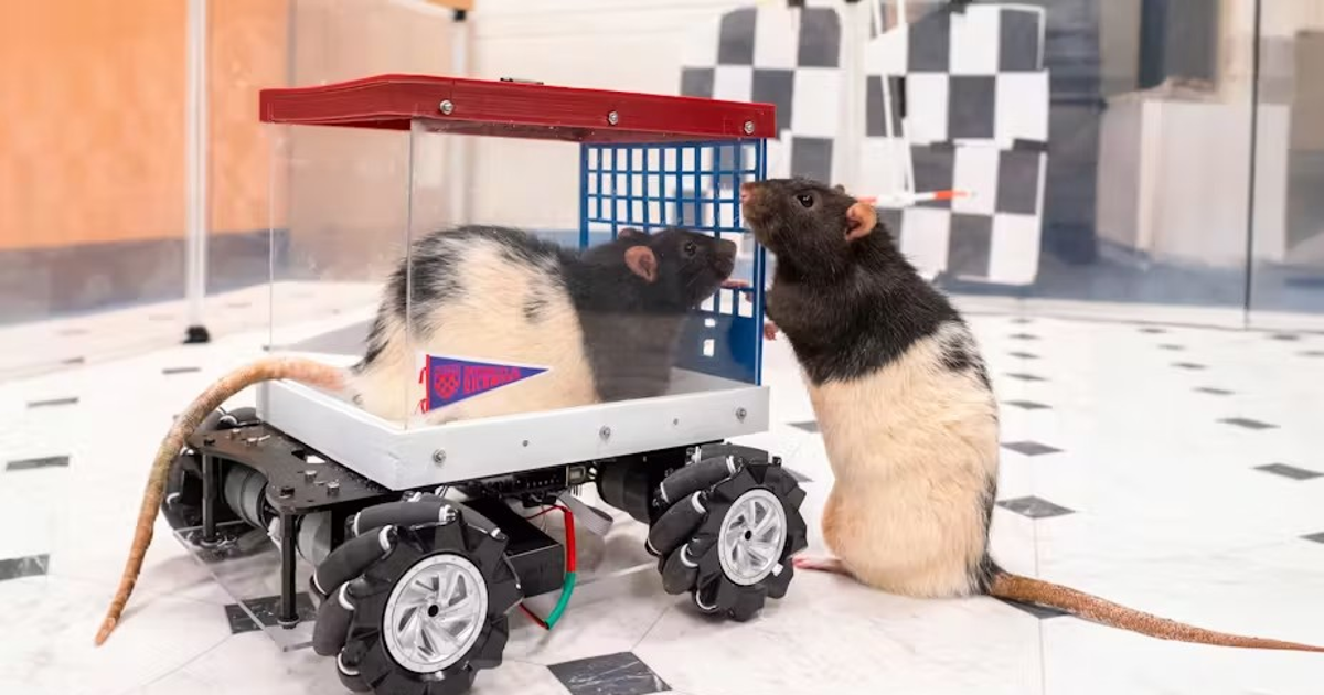 ¡Ratas al volante! A estos dos roedores les encanta pasear en coche