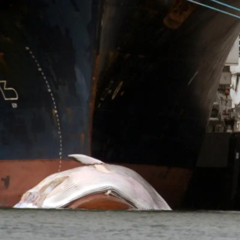 Fotografían por primera vez el apareamiento de ballenas jorobadas (y es entre machos)