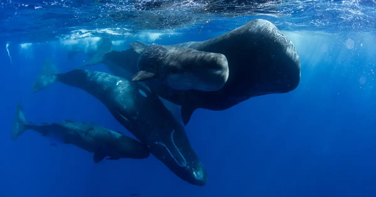 Combatir la deforestación, interpretar el canto de las ballenas... La IA al servicio de la ...