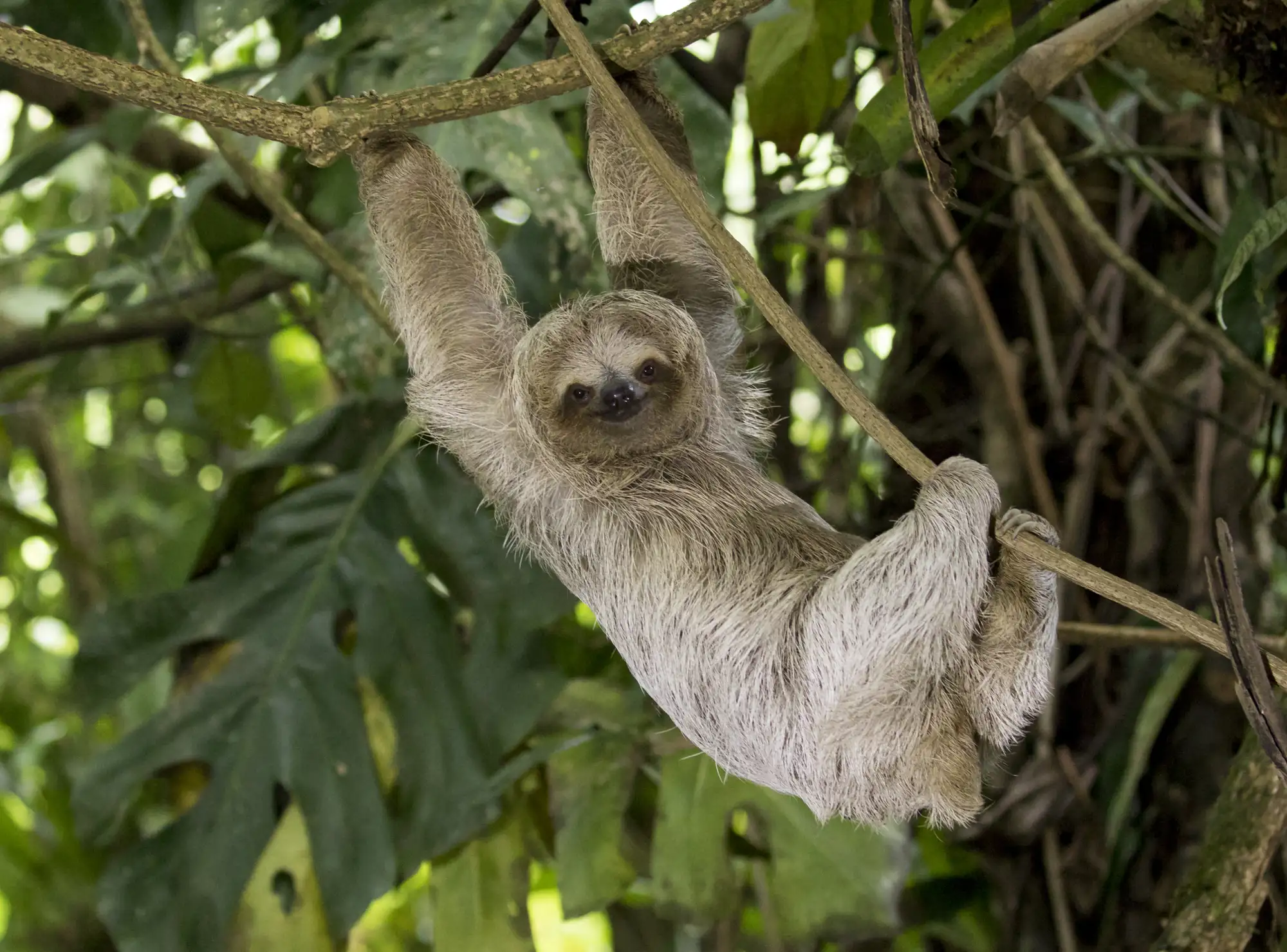 Los animales más tranquilos y 'chill' (y por qué tienen motivos para ...