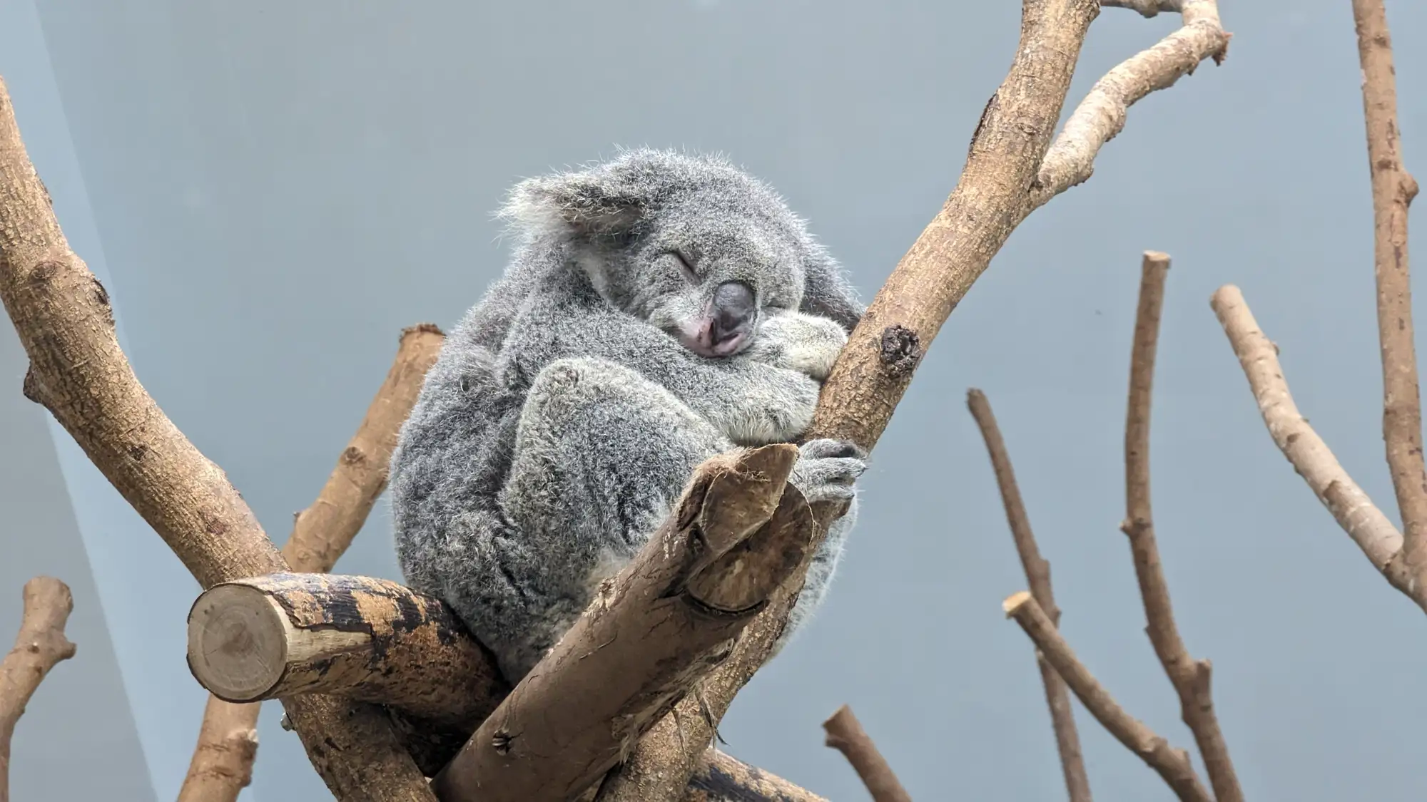 Los animales más tranquilos y 'chill' (y por qué tienen motivos para ...