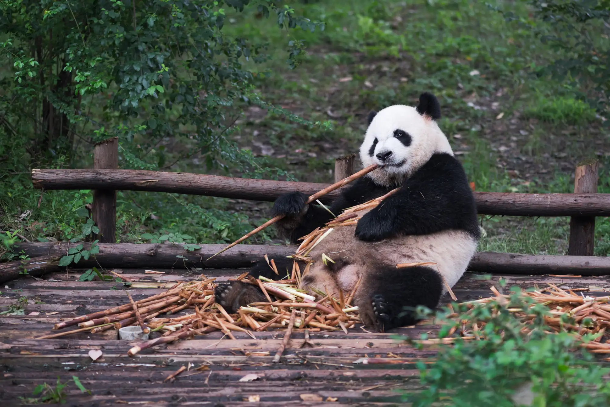 Animales Relajados Tranquilo Animal Relajado Hi Res Stock Photography