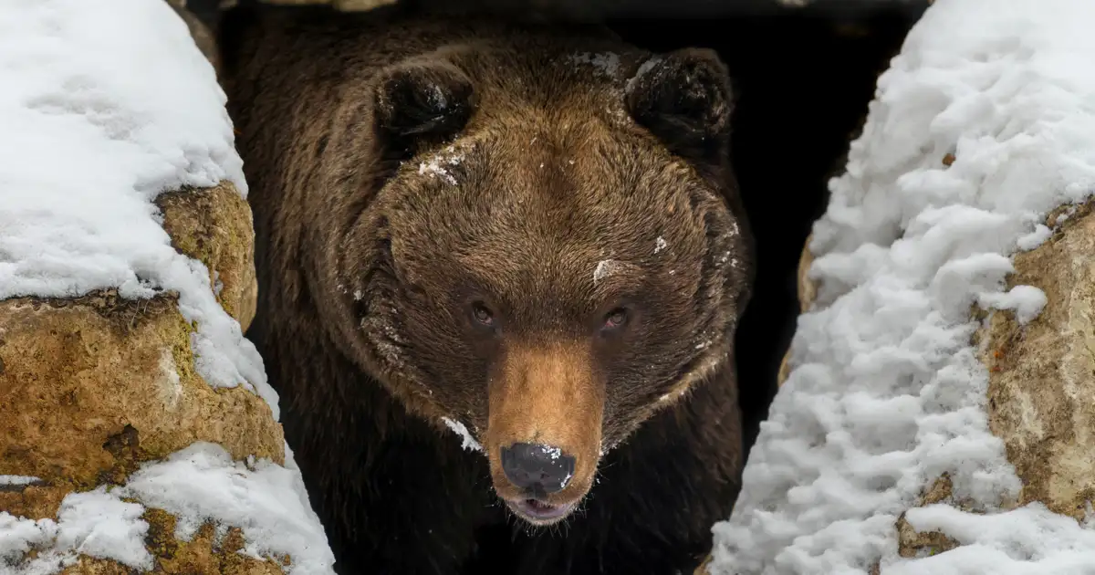 Hibernar, o "apagarse" para sobrevivir: ¿qué animales lo hacen?