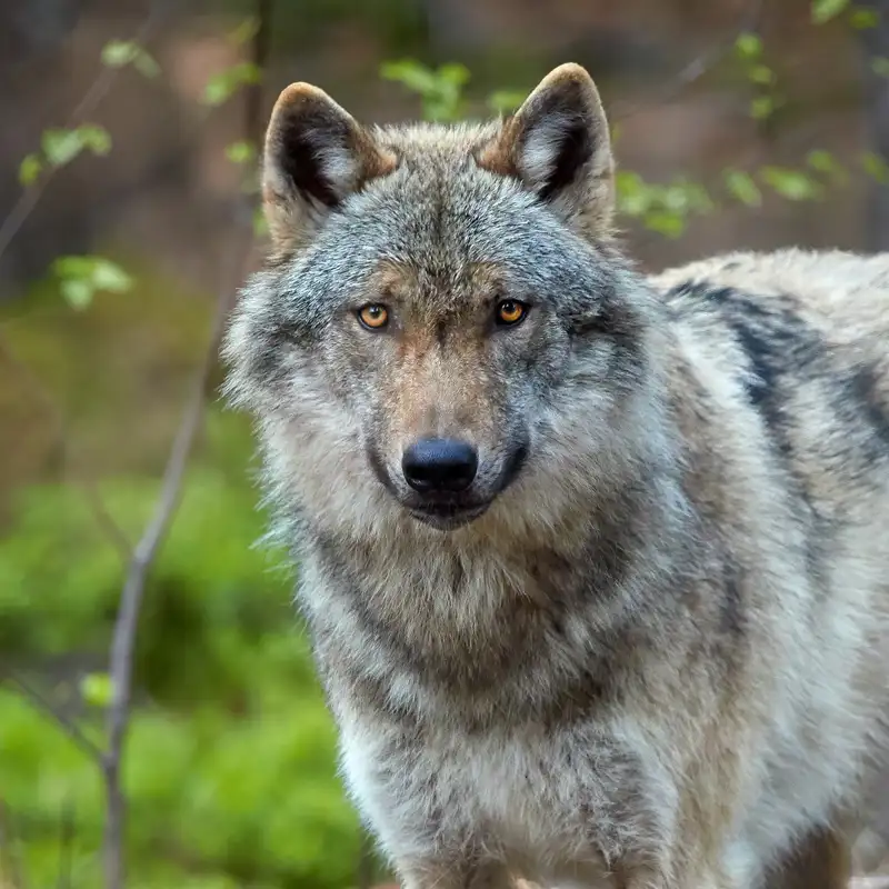 Luz verde a la caza del lobo ibérico en España: ¿qué significa?