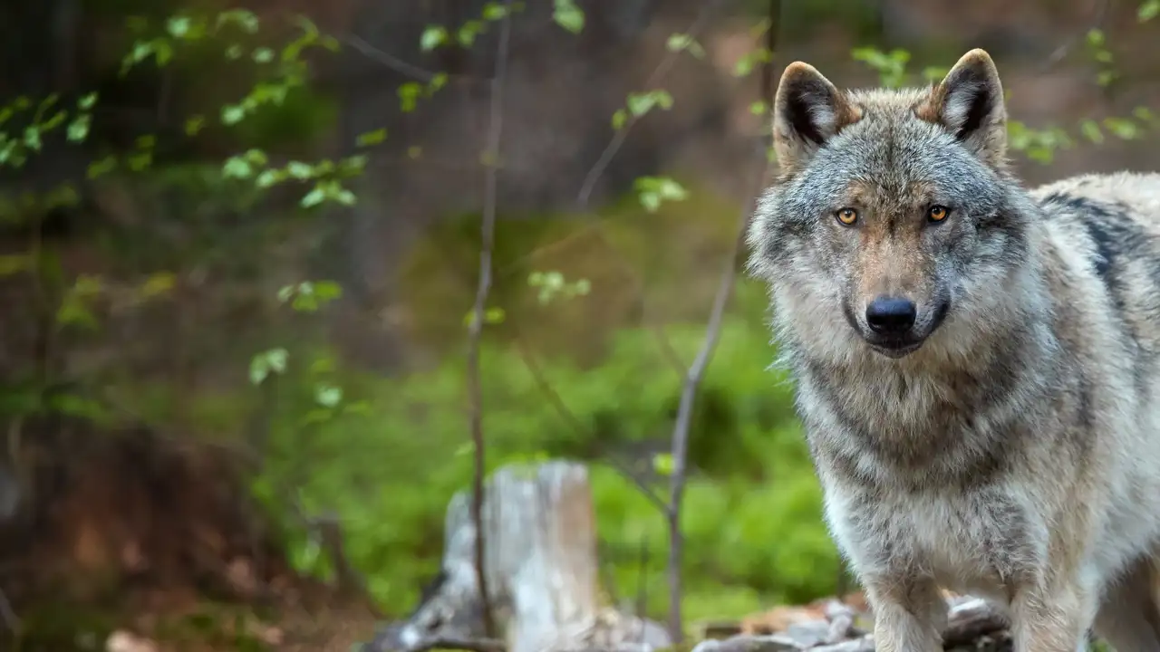 Documentan el primer caso de uso de una herramienta por un lobo salvaje