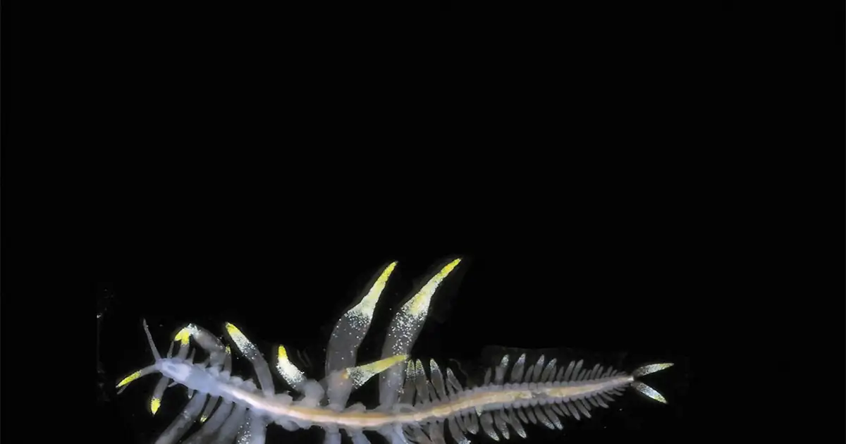 Estos gusanos se mimetizan para salvar la vida