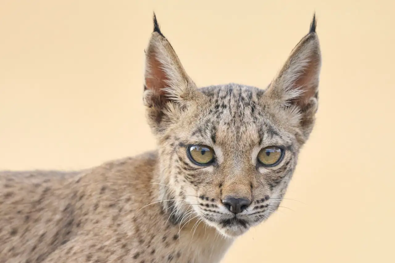 El lince ibérico, un símbolo de esperanza rumbo a 2025