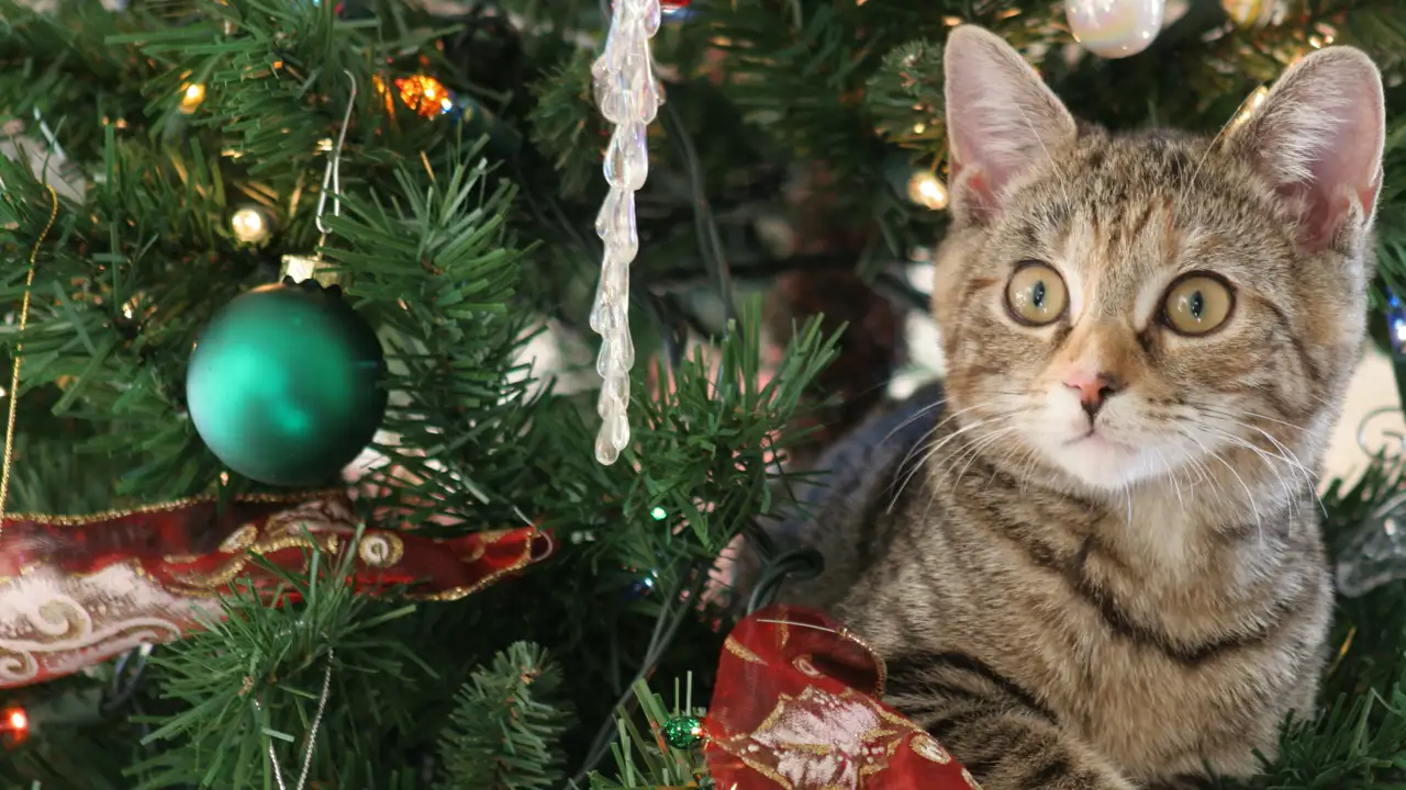 Reportajes y fotografías de Gato en National Geographic