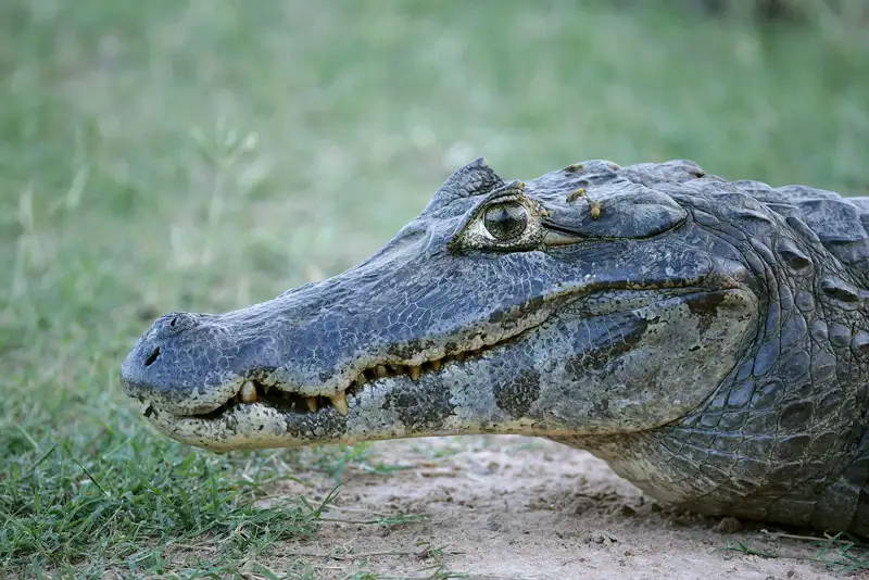 Tigres dorados, serpientes caníbales... las noticias de animales más ...