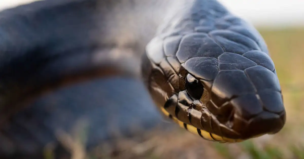 Tigres dorados, serpientes caníbales... las noticias de animales más ...