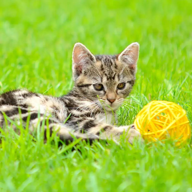 Los gatos en la mitología: desde una diosa protectora del antiguo ...